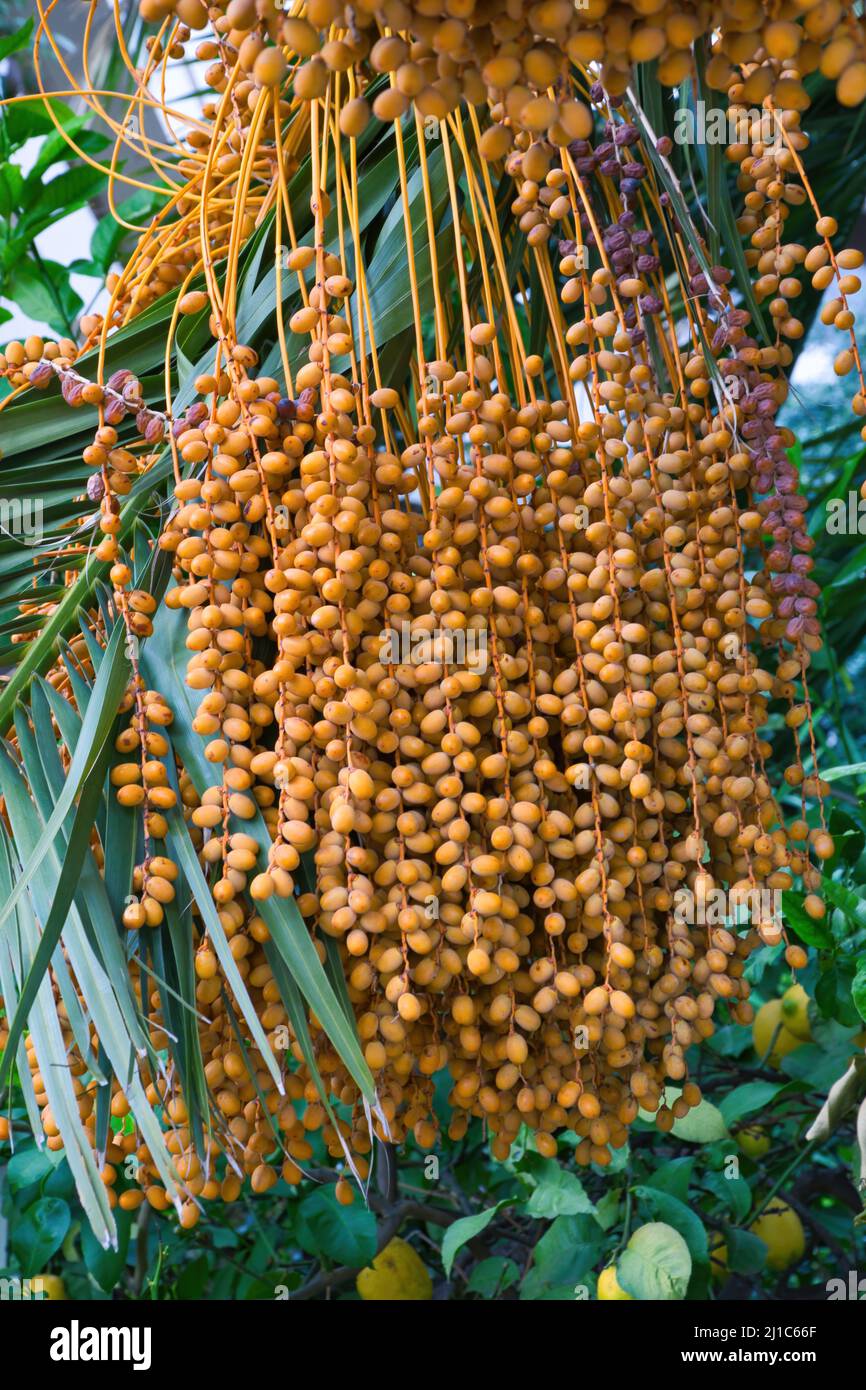 A vertical shot of hanging Date palm (Phoenix dactylifera) branches in ...