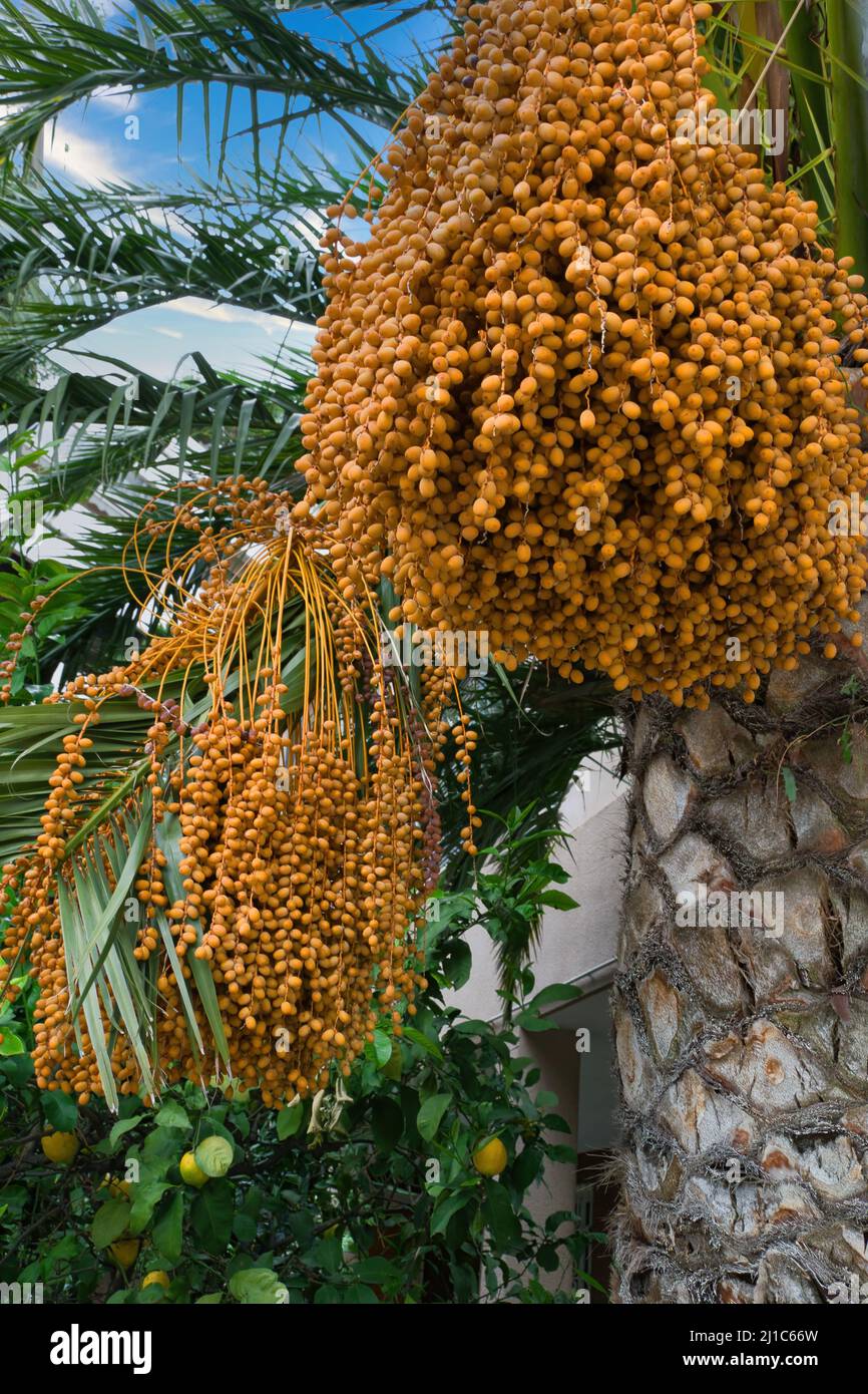 A vertical shot of hanging Date palm (Phoenix dactylifera) branches in ...