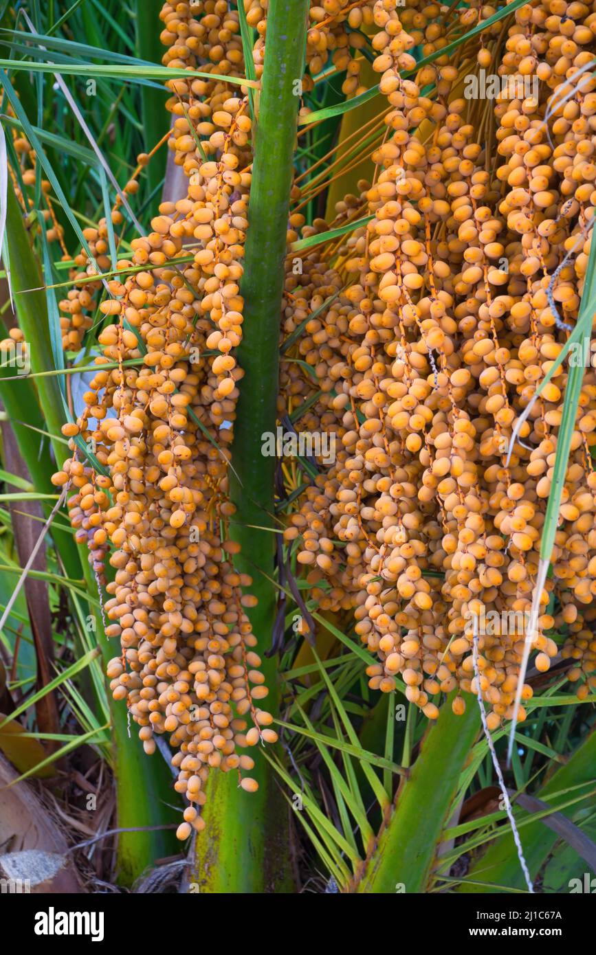 A vertical shot of hanging Date palm (Phoenix dactylifera) branches in ...