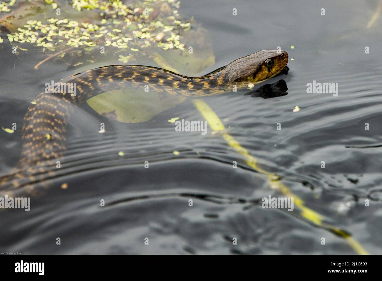 a photo of snake swimming in water Stock Photo - Alamy