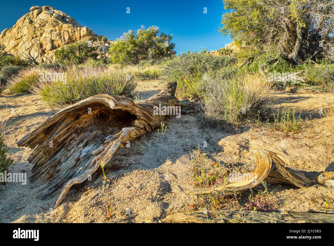 Dead tree stump in desert hi-res stock photography and images - Alamy
