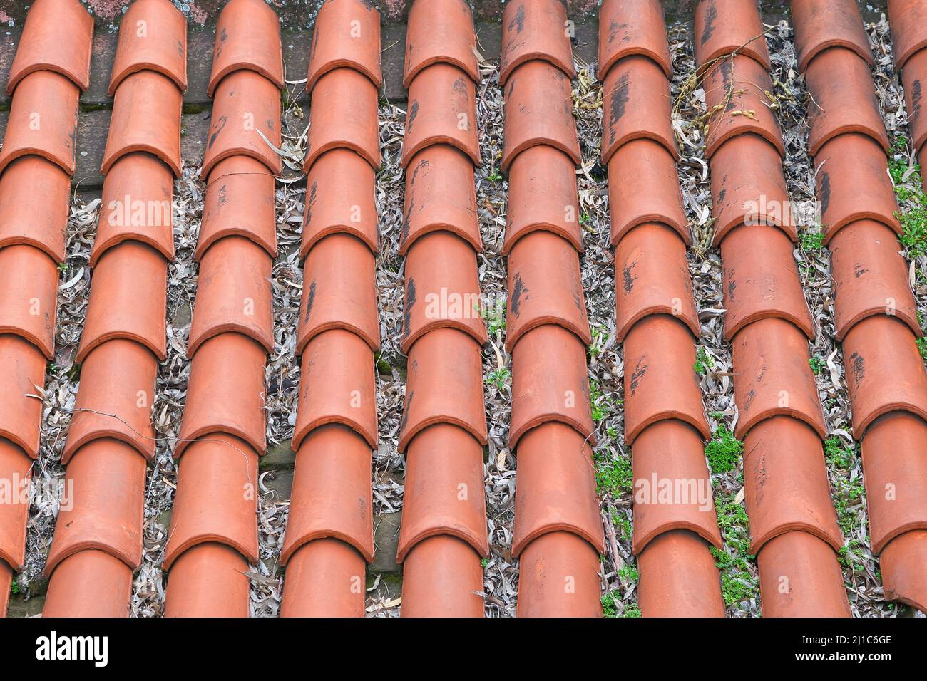 Growing on roof tiles hi-res stock photography and images - Alamy