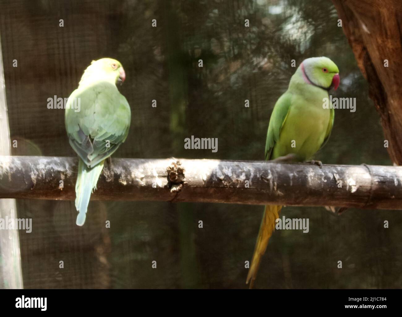Two green parrots sitting on a wooden stick Stock Photo - Alamy