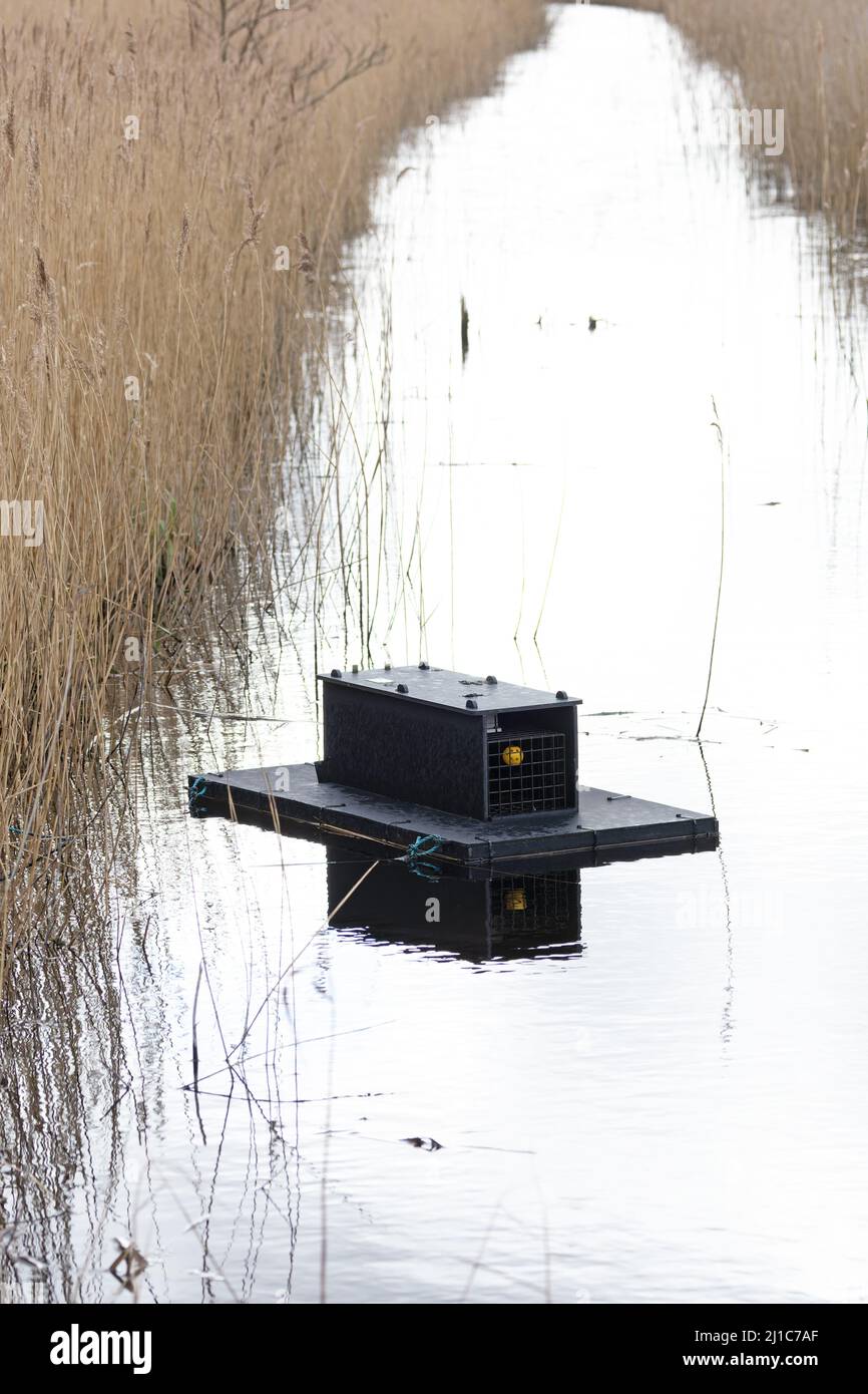 American mink trap hi-res stock photography and images - Alamy