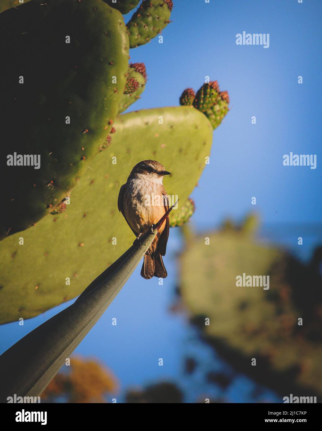 The close-up shot of a small bird native to Mexico sitting on a cactus ...