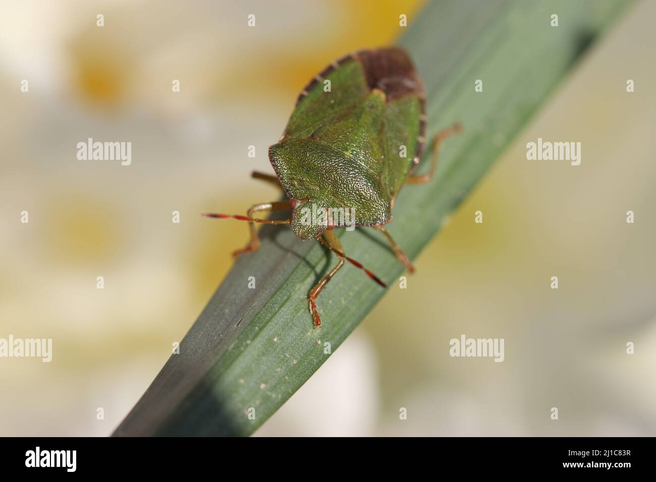 Bug border hi-res stock photography and images - Alamy