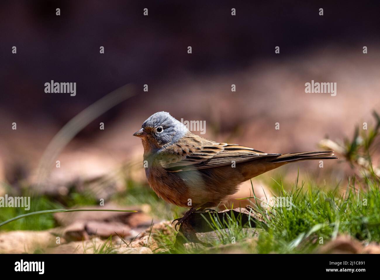 Cretzschmar's bunting (Emberiza caesia), Jordan Stock Photo - Alamy
