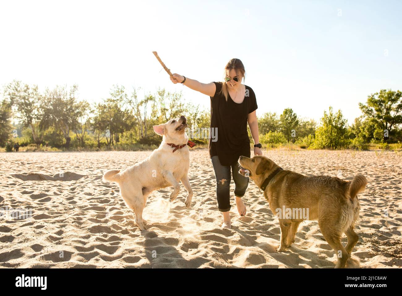 Two labrador friends playing on the beach Stock Photo - Alamy