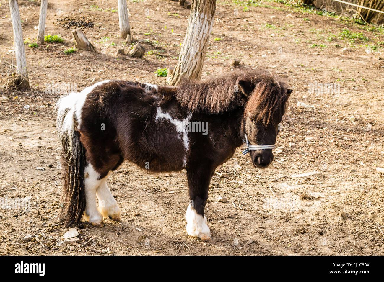 Eye sight of pony horses, on a private stable Stock Photo - Alamy