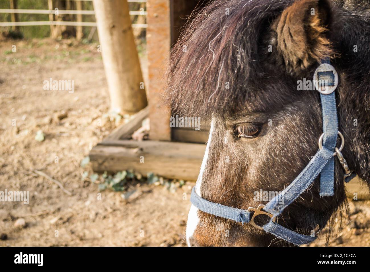 The sight of pony horses' eyes, in a private stable Stock Photo - Alamy