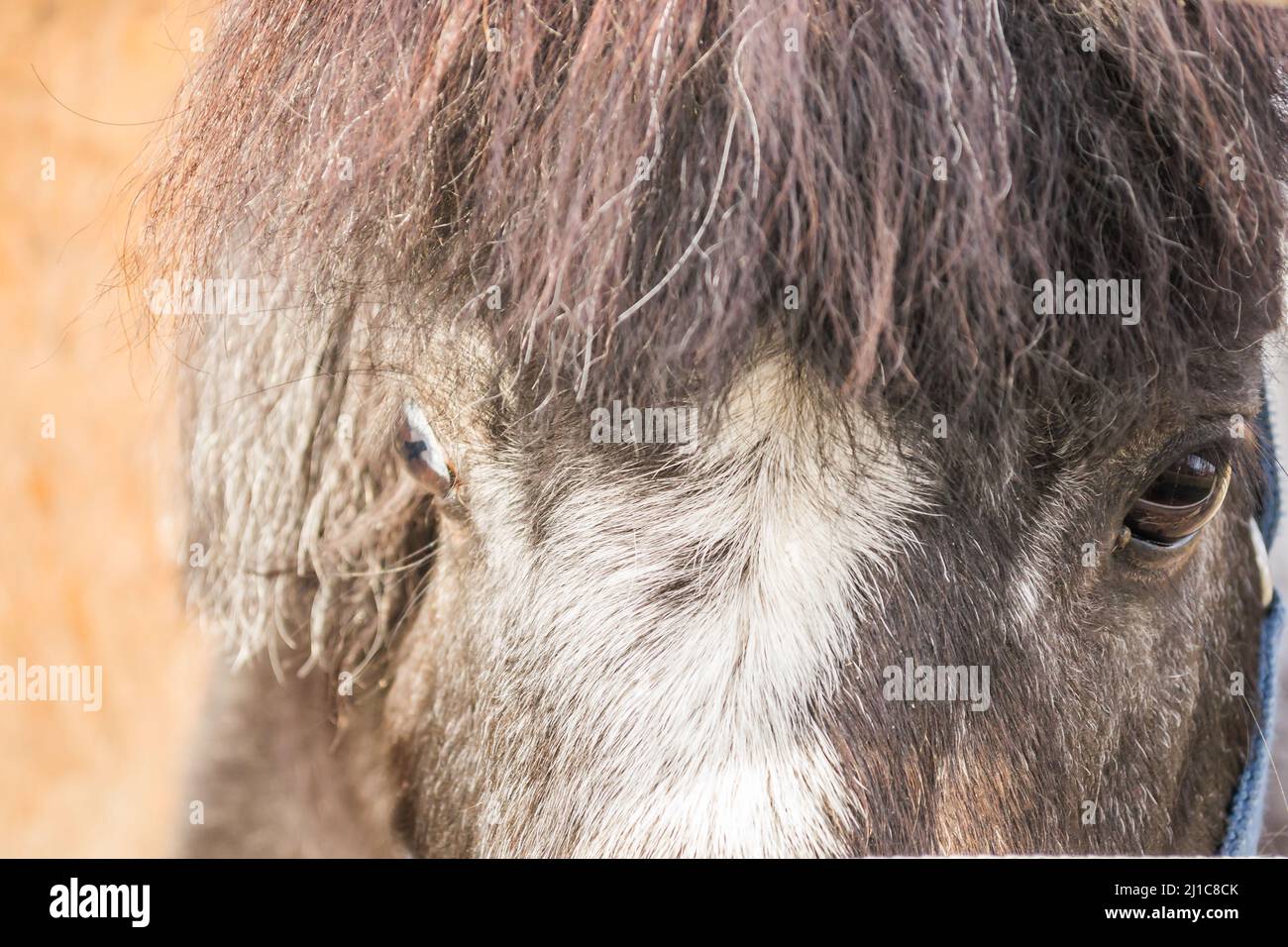 The sight of pony horses' eyes, in a private stable Stock Photo - Alamy
