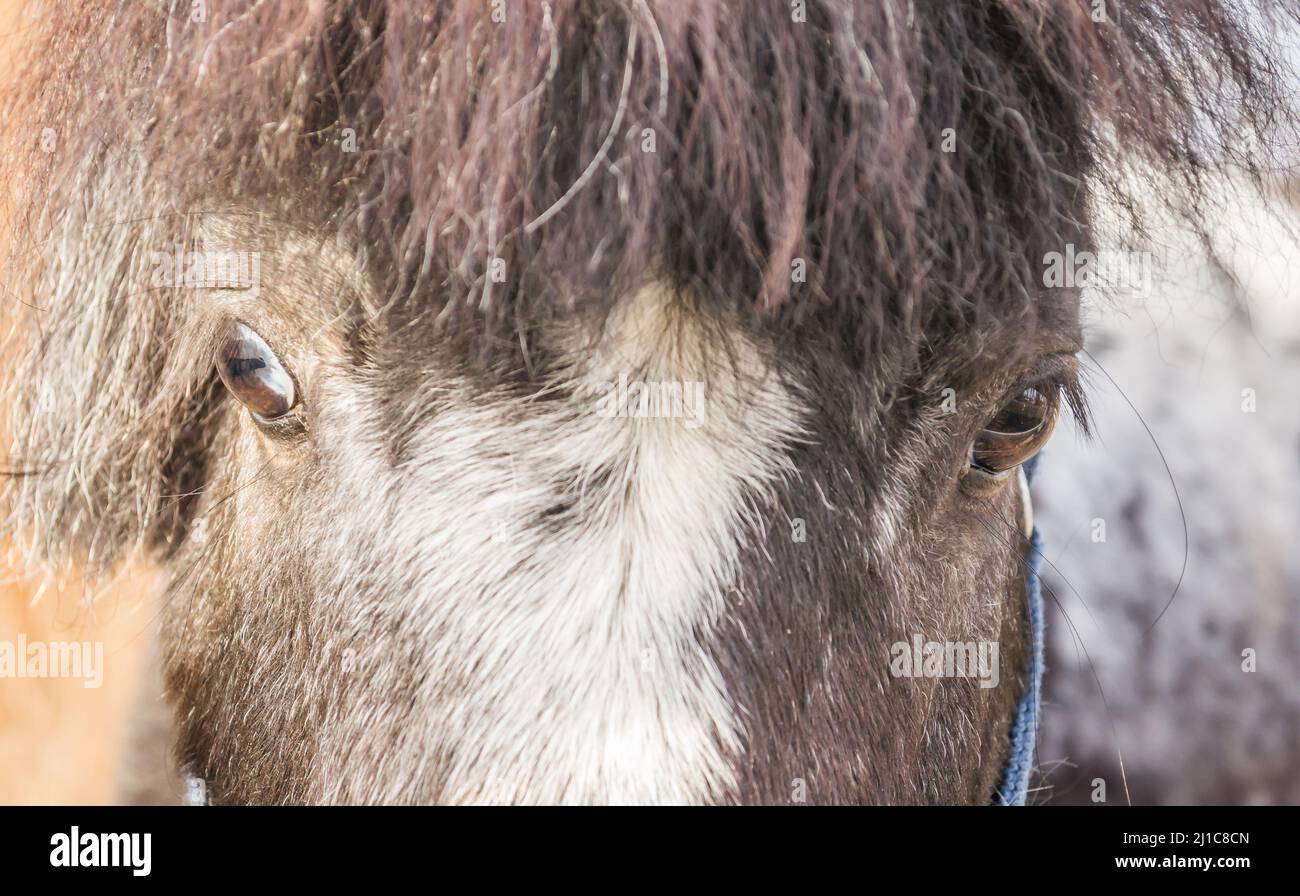 The sight of pony horses' eyes, in a private stable Stock Photo - Alamy