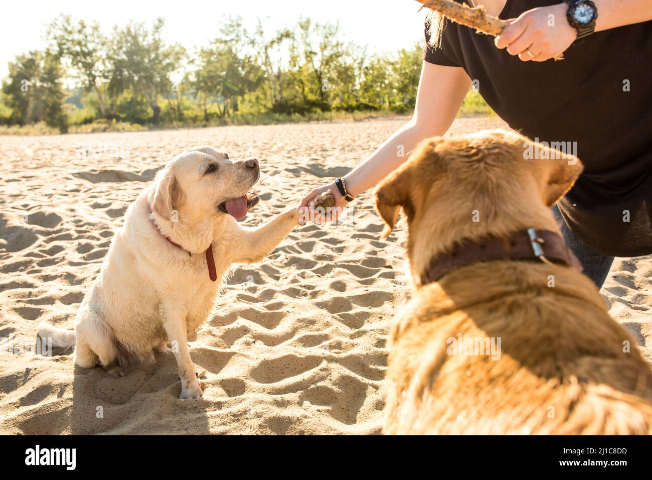 Two labrador friends playing on the beach Stock Photo - Alamy