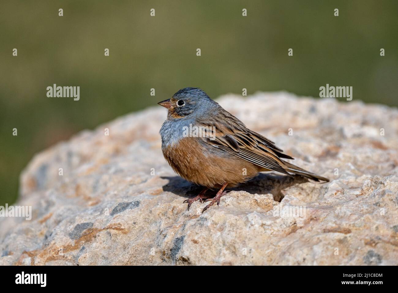 Cretzschmar's bunting (Emberiza caesia), Jordan Stock Photo - Alamy