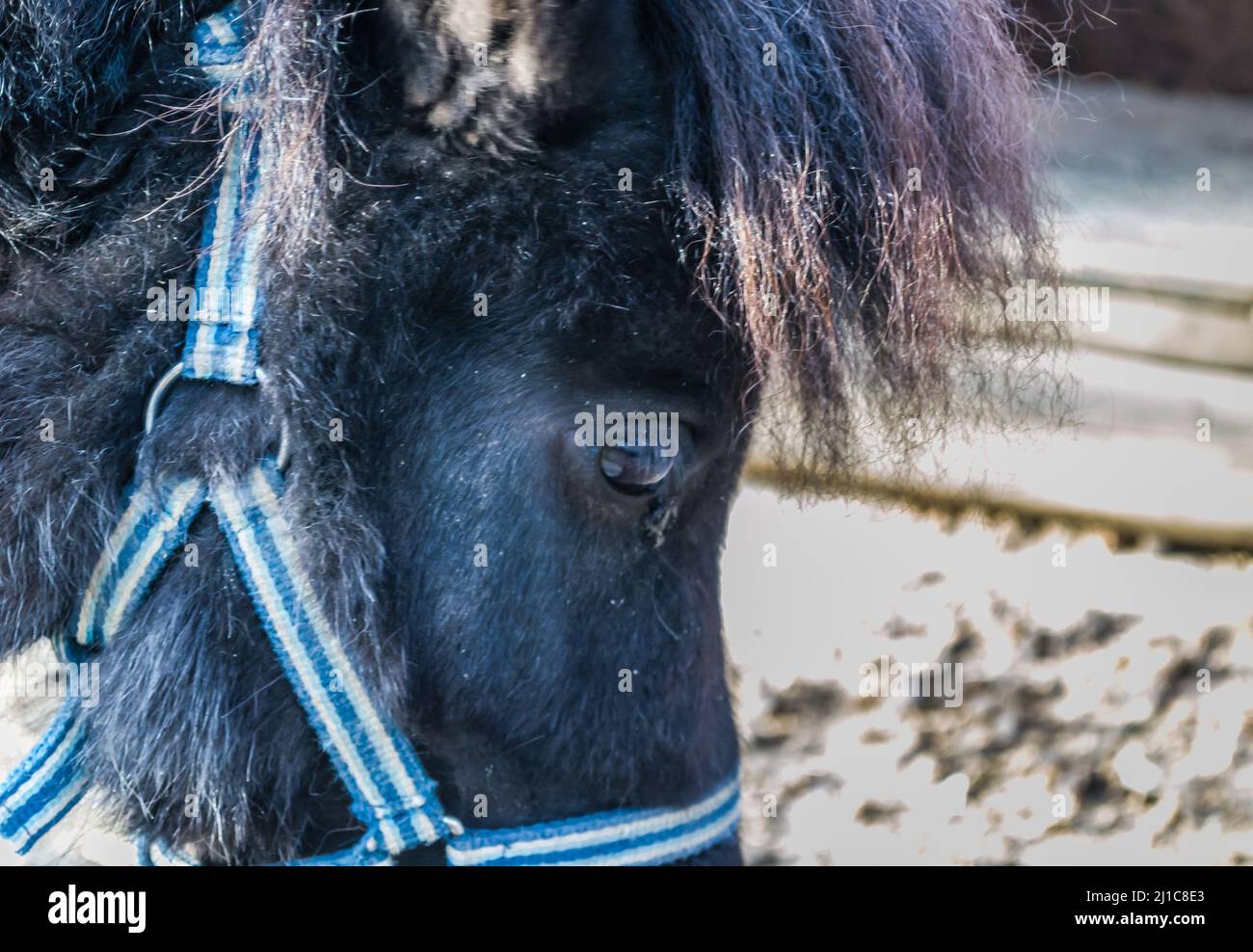 The sight of pony horses' eyes, in a private stable Stock Photo - Alamy