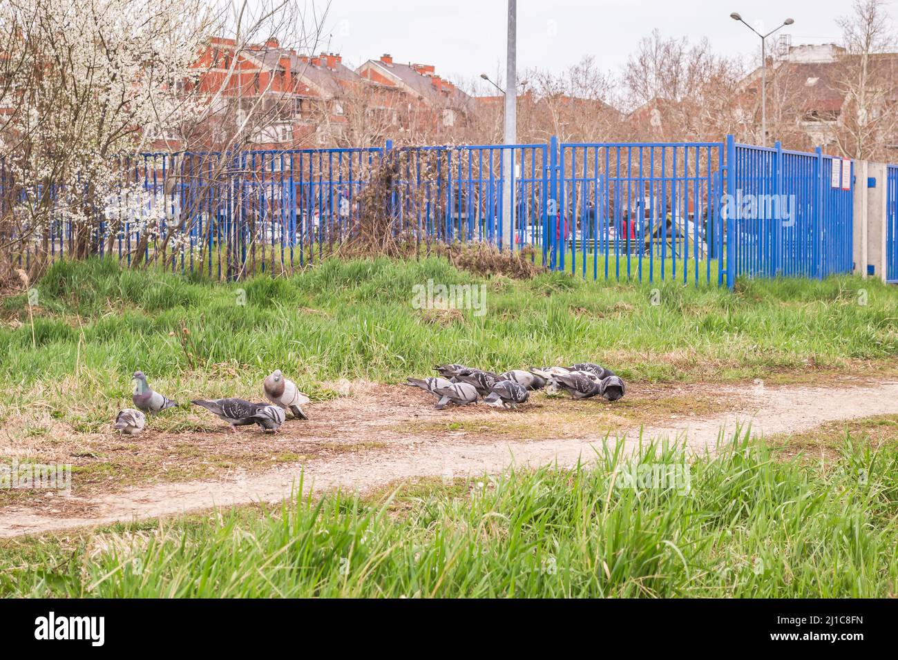 Moving pigeon hi-res stock photography and images - Alamy