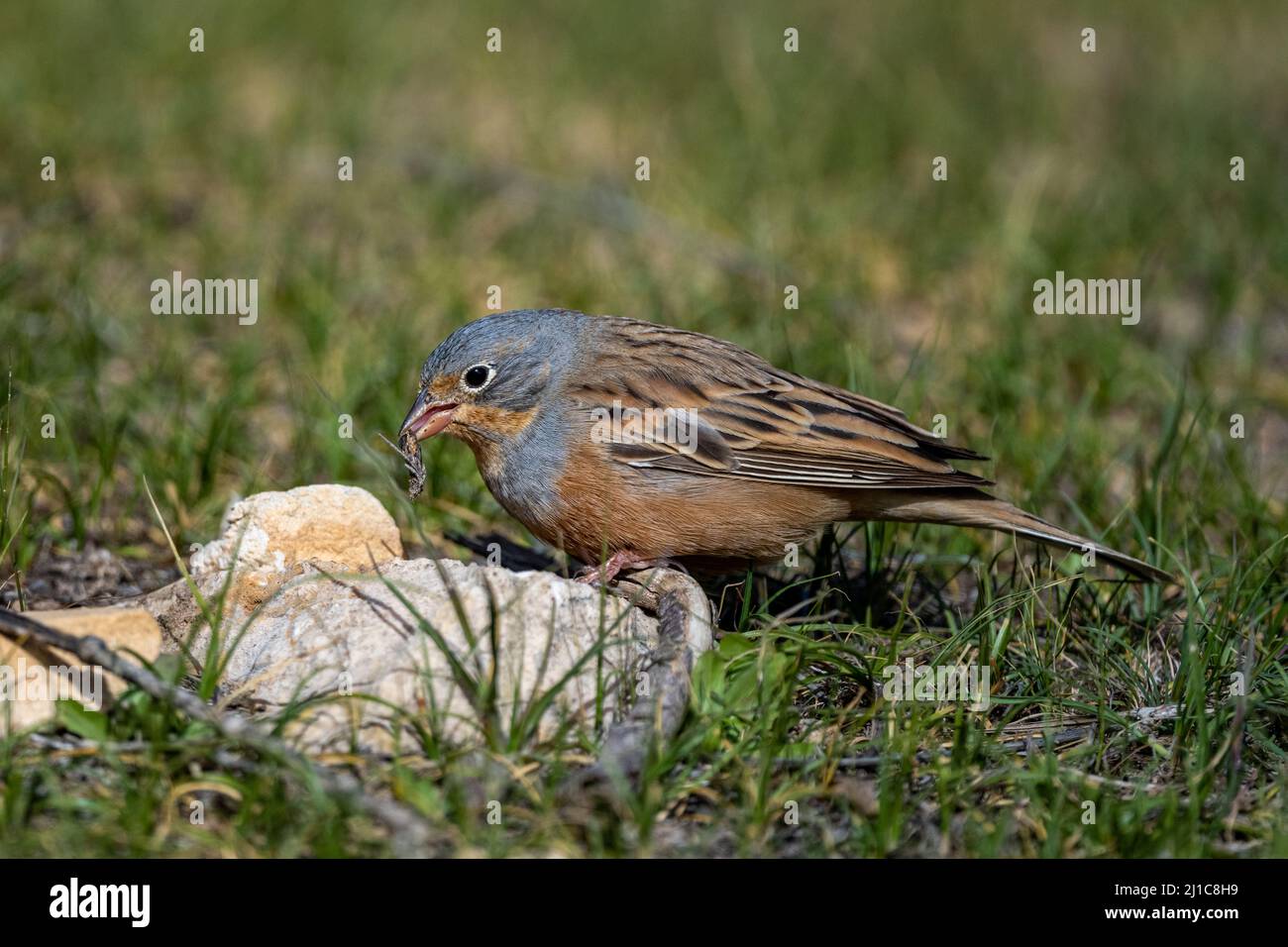 Cretzschmar's bunting (Emberiza caesia), Jordan Stock Photo - Alamy