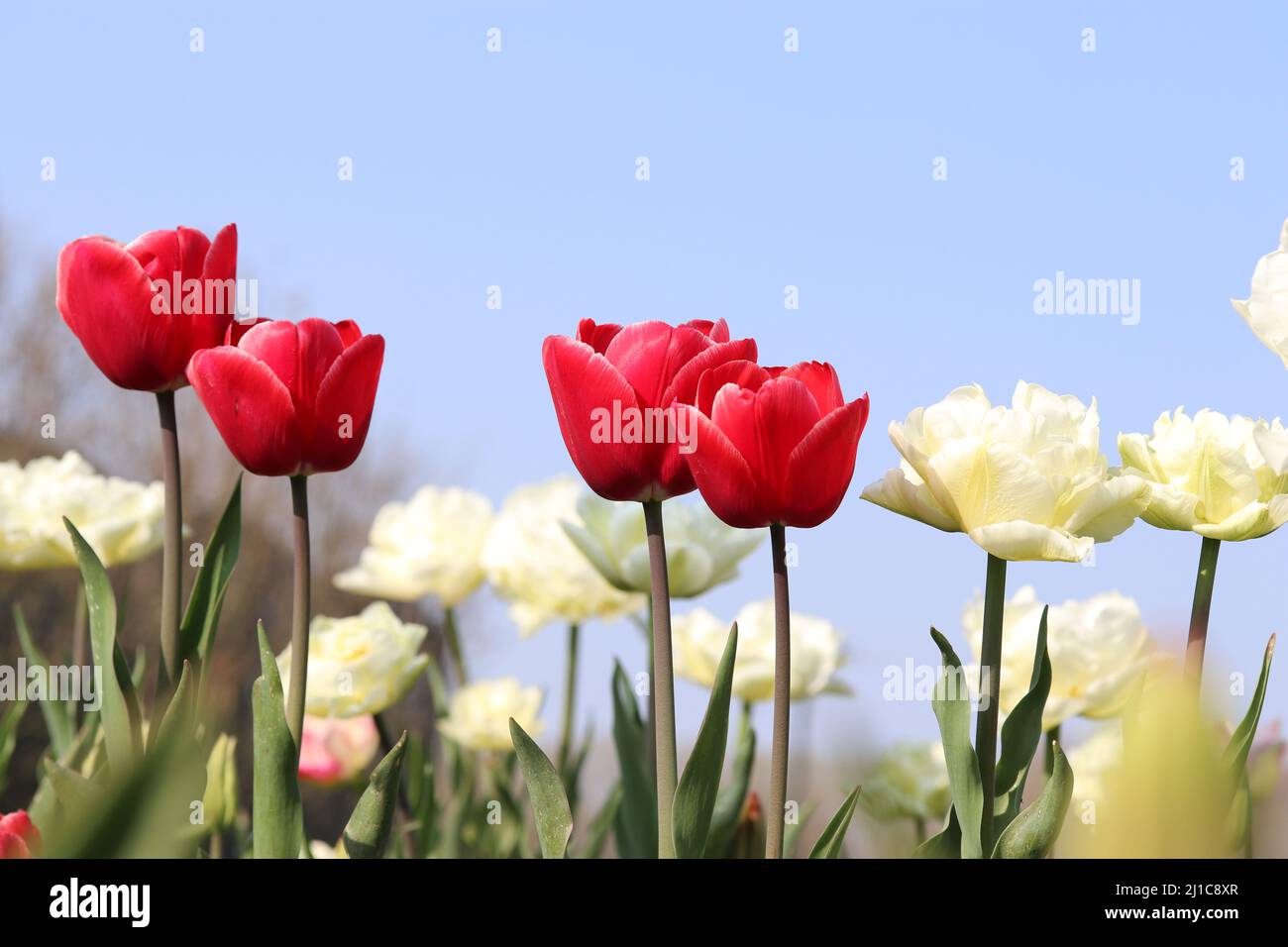 Row of tulips hi-res stock photography and images - Alamy