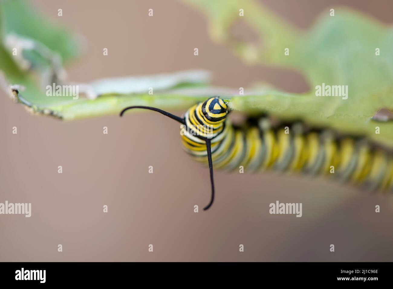 Bugs caterpillar close up insect metamorphosis hi-res stock photography ...