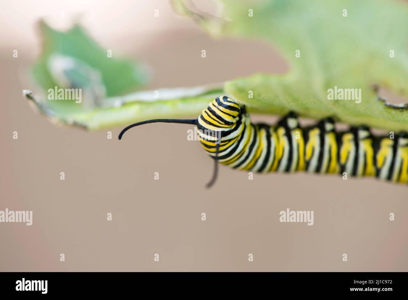 Bugs caterpillar close up insect metamorphosis hi-res stock photography ...
