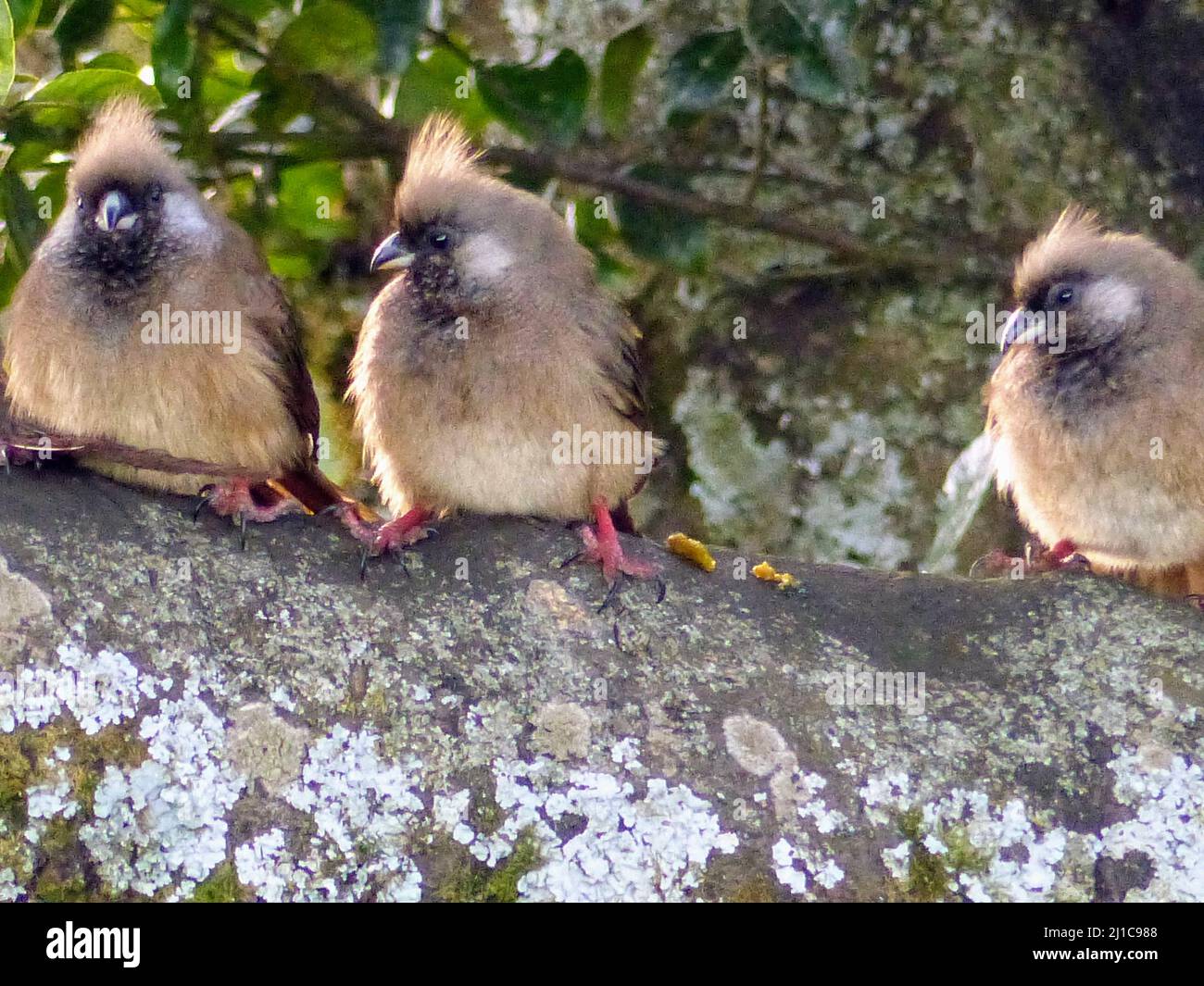 Mousebirds hi-res stock photography and images - Alamy