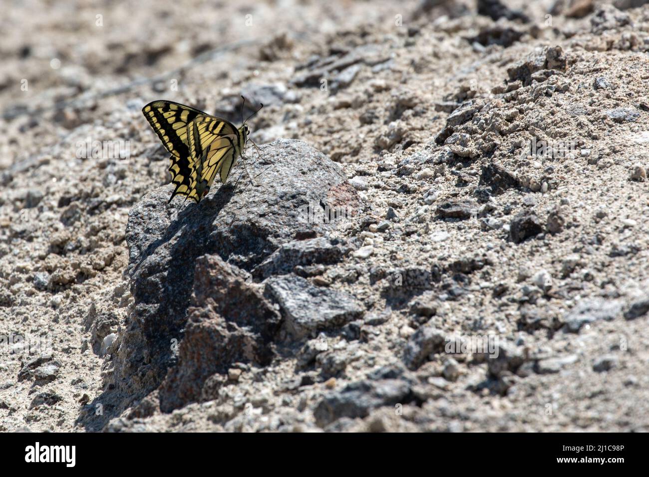 A closeup of a beautiful butterfly on the rock Stock Photo - Alamy