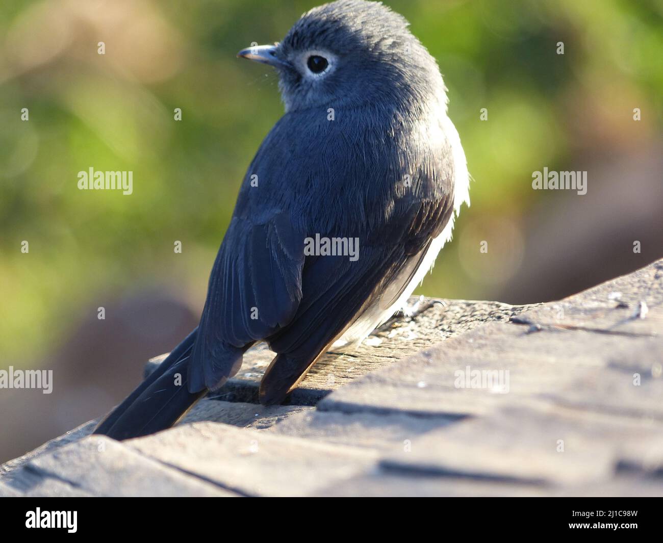 A closeup of a cute black robin on a roof Stock Photo - Alamy