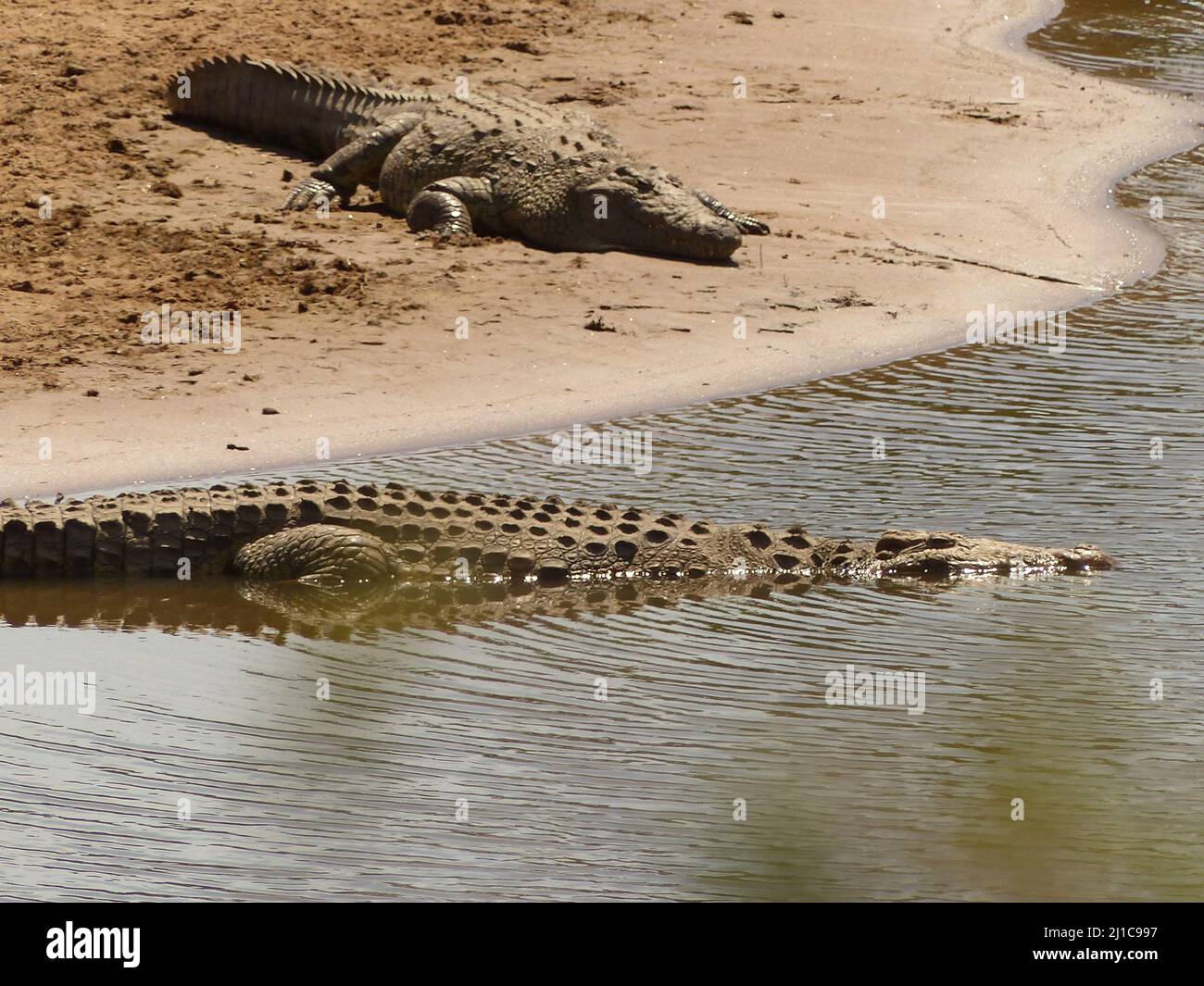 Cute crocodiles hi-res stock photography and images - Alamy