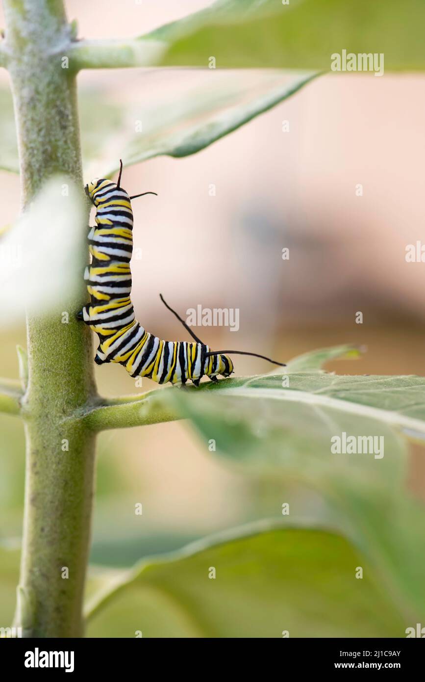 Bugs caterpillar close up insect metamorphosis hi-res stock photography ...