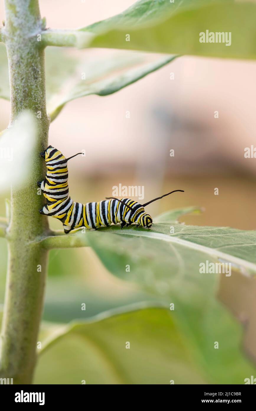 Bugs caterpillar close up insect metamorphosis hi-res stock photography ...