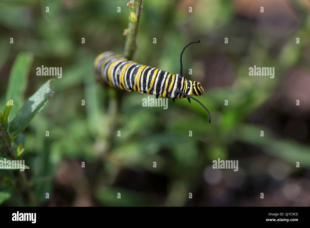 Bugs caterpillar close up insect metamorphosis hi-res stock photography ...