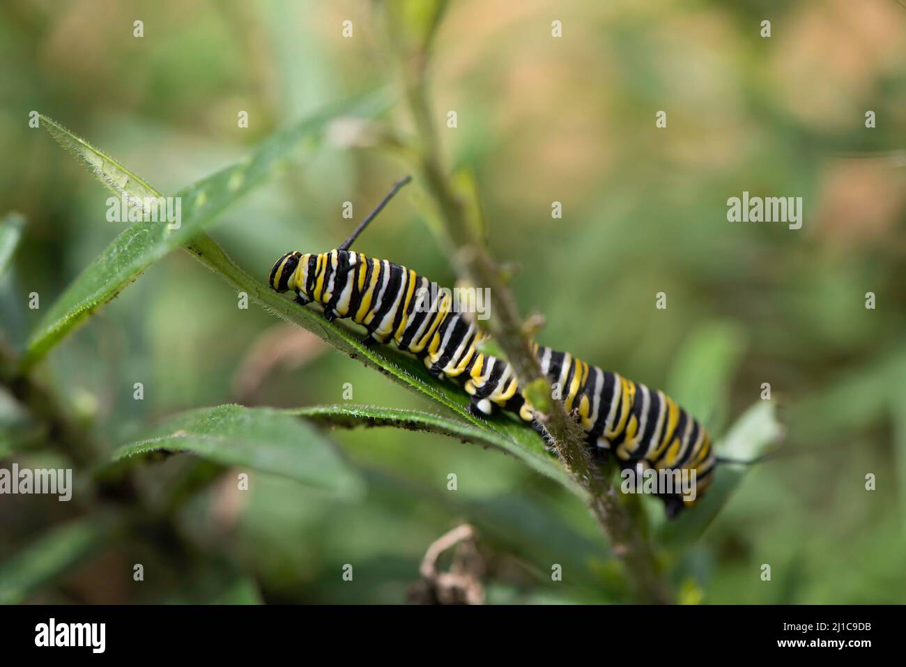 Bugs caterpillar close up insect metamorphosis hi-res stock photography ...