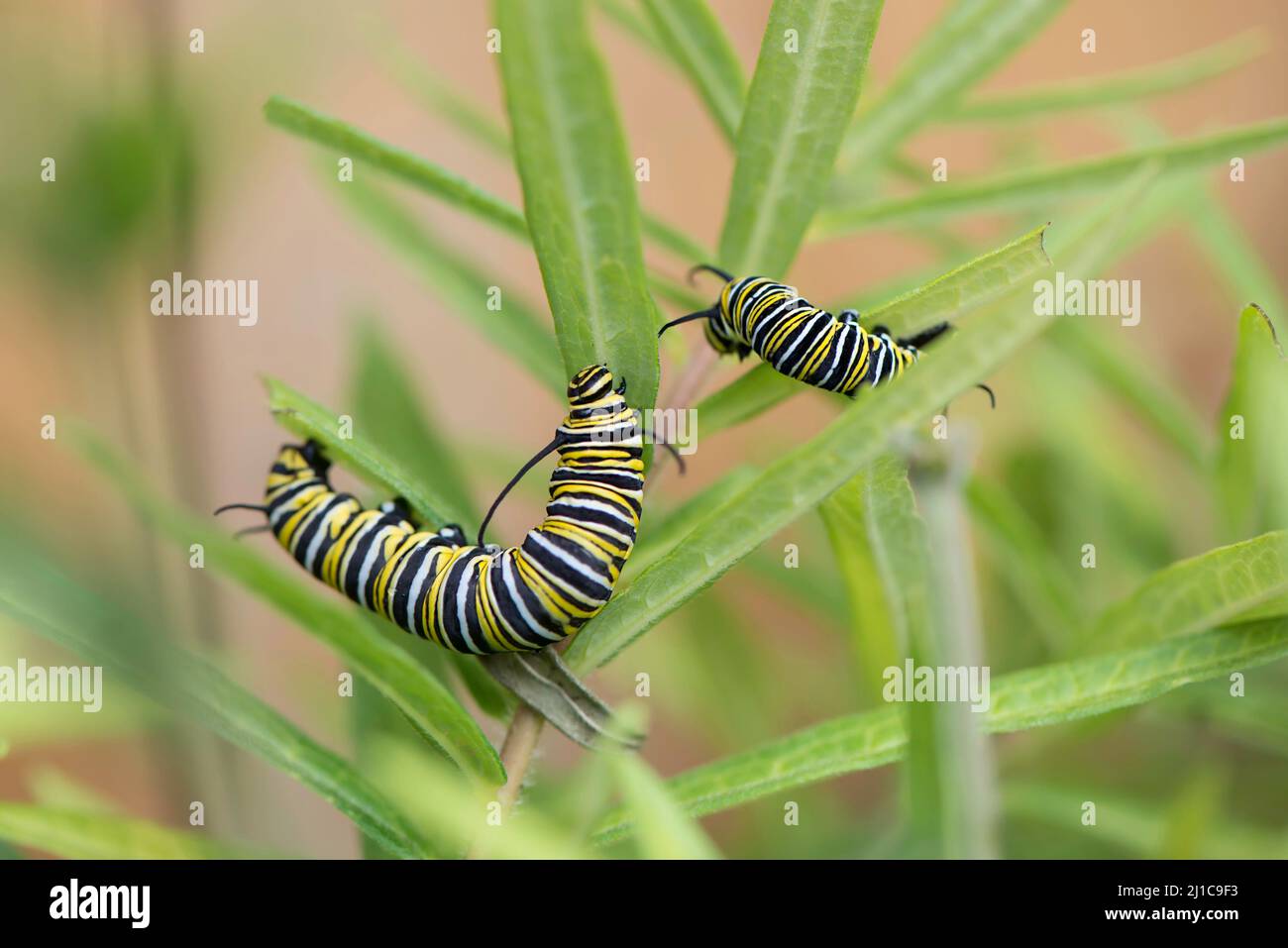 Bugs caterpillar close up insect metamorphosis hi-res stock photography ...