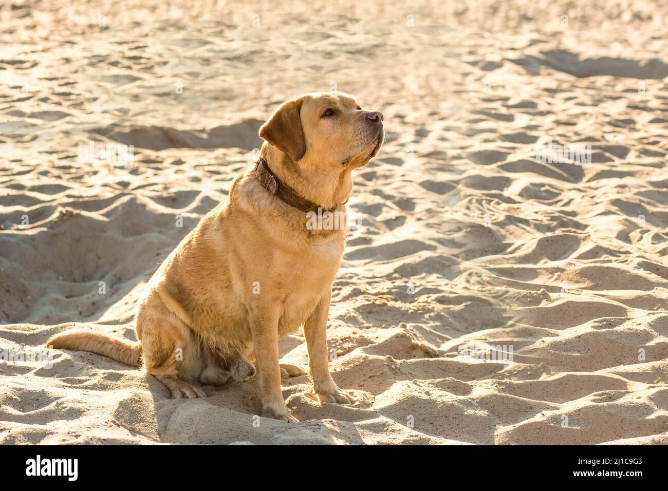 Labrador retriever on the beach Stock Photo - Alamy