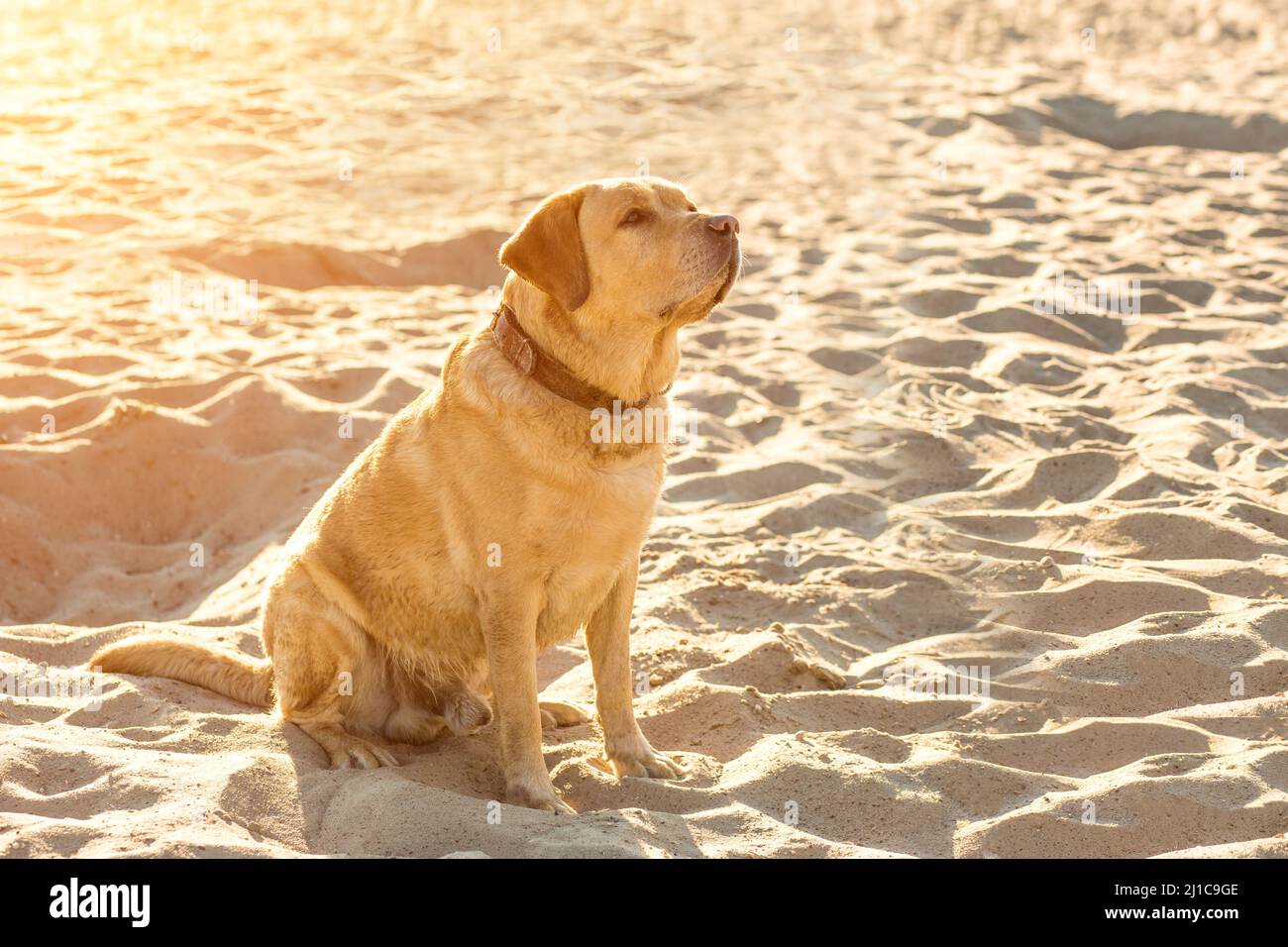 Labrador retriever on the beach. Sun flare Stock Photo - Alamy