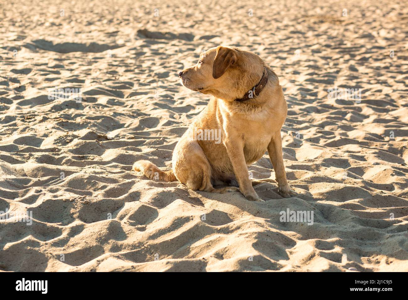 Labrador retriever on the beach Stock Photo - Alamy