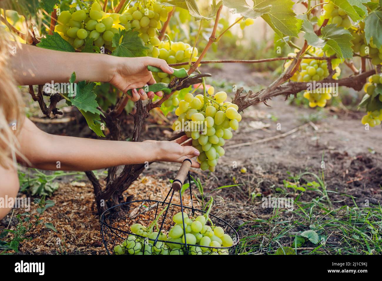 Farmer gathering crop of grapes on ecological farm. Woman cutting table ...