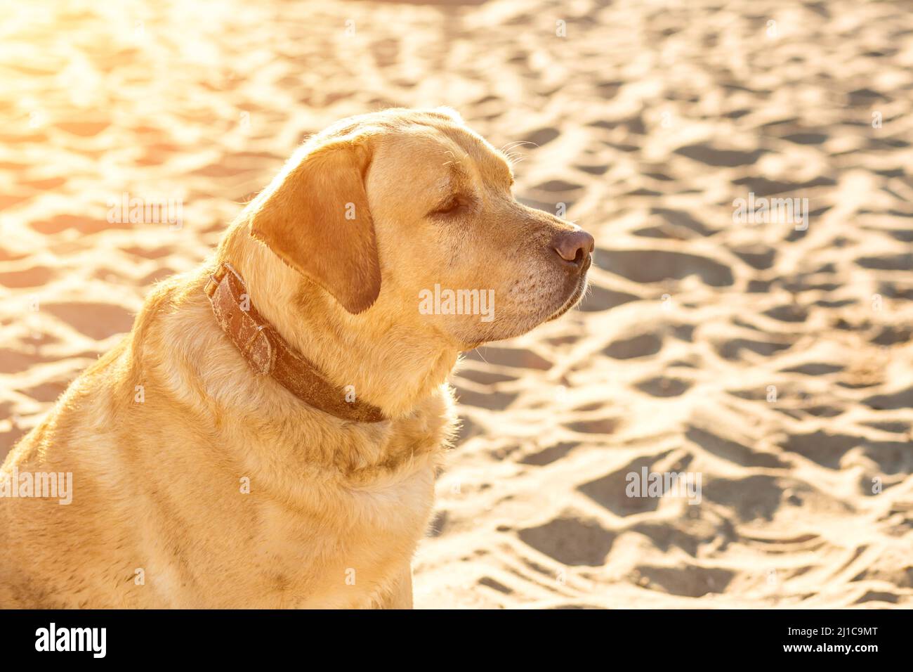 Yellow Labrador Retriever sitting on the beach, green trees is in the ...