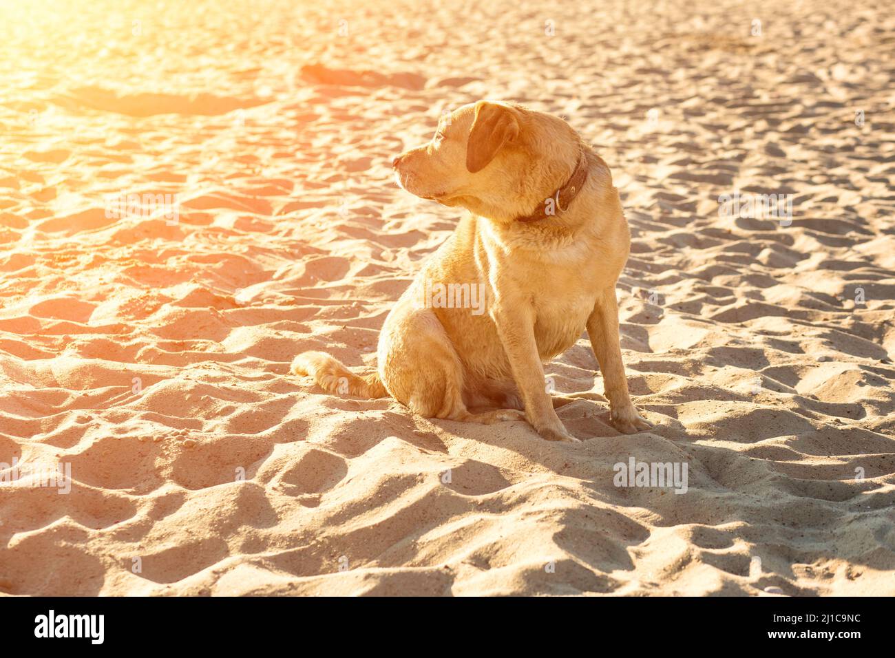 Labrador retriever on the beach. Sun flare Stock Photo - Alamy