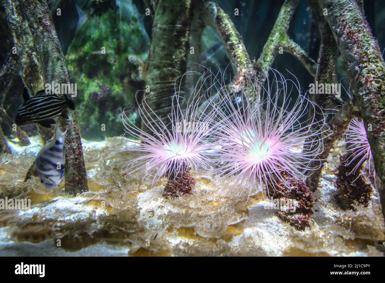 Cnidaria hydra hi-res stock photography and images - Alamy