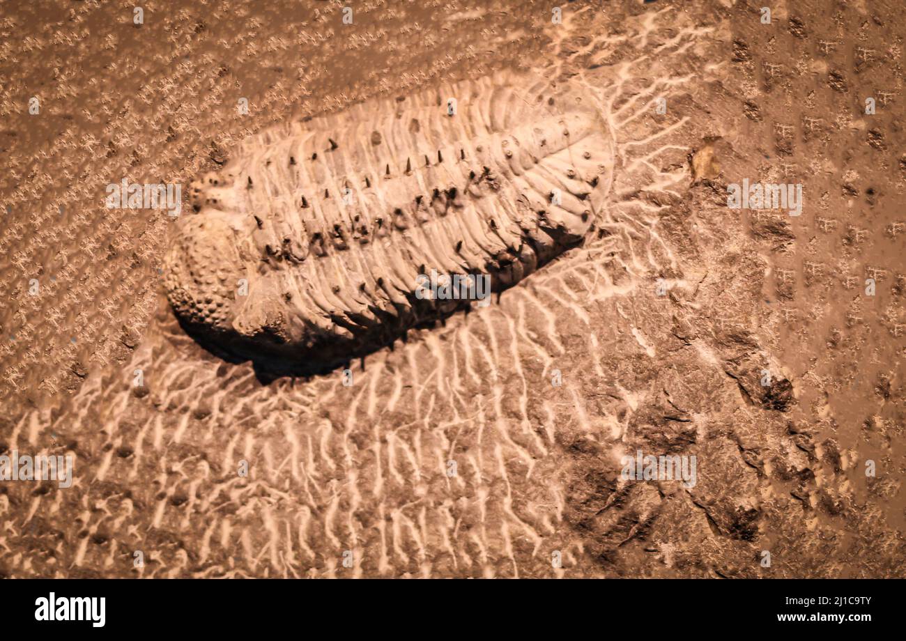 Permian geological period hi-res stock photography and images - Alamy