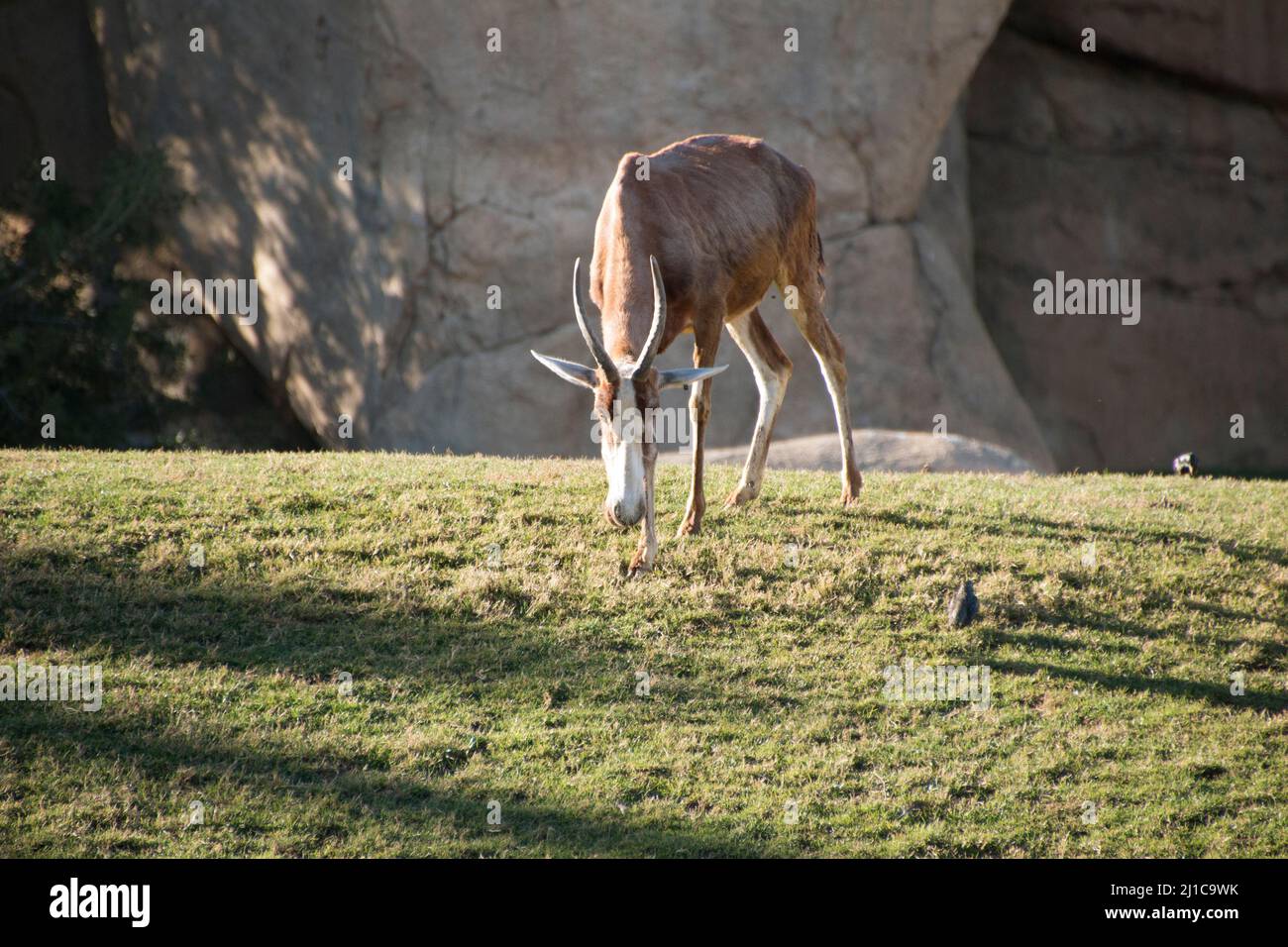 Large african antelope hi-res stock photography and images - Alamy