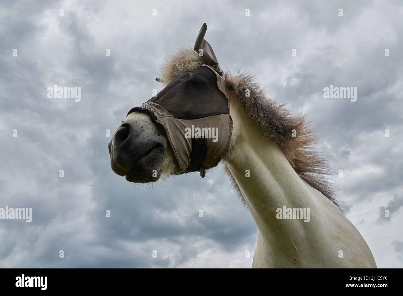 Equestrian mask hi-res stock photography and images - Alamy