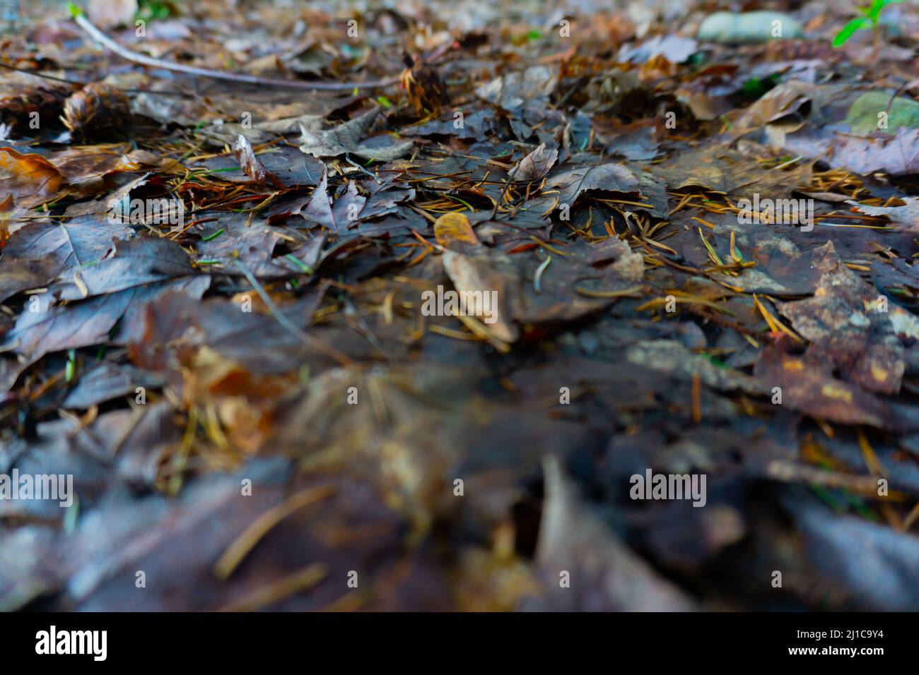 Old decaying leaves covering up a yard mixed with tree fragments and ...