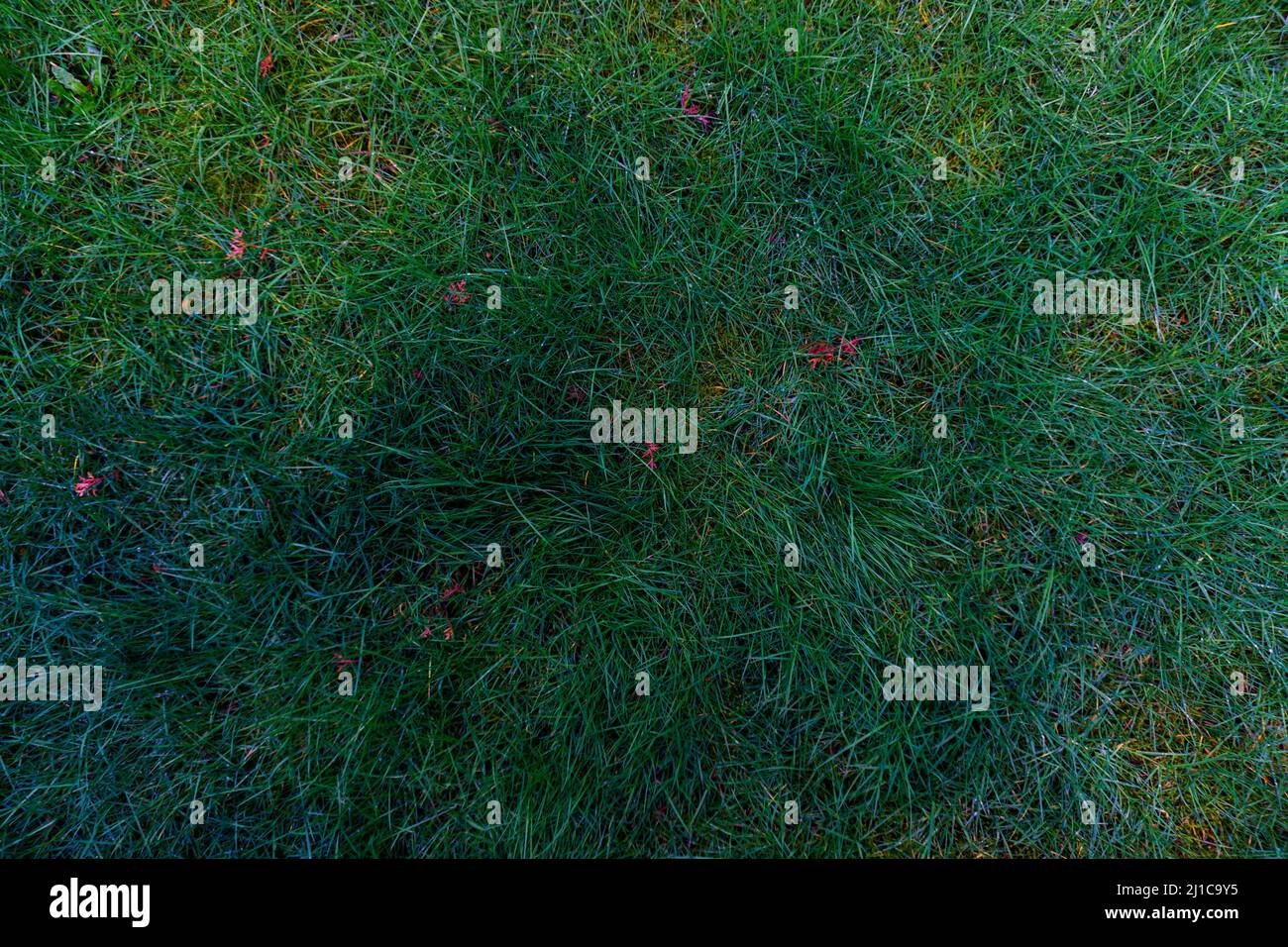 A grass texture of darker and lighter shades of green with moss ...