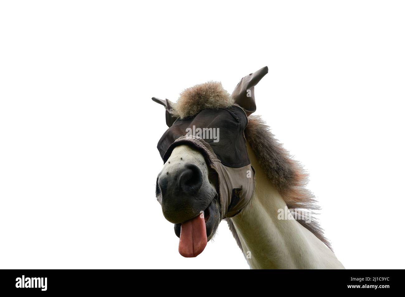 House horse ( Equus caballus ) with eye protection also fly protection ...