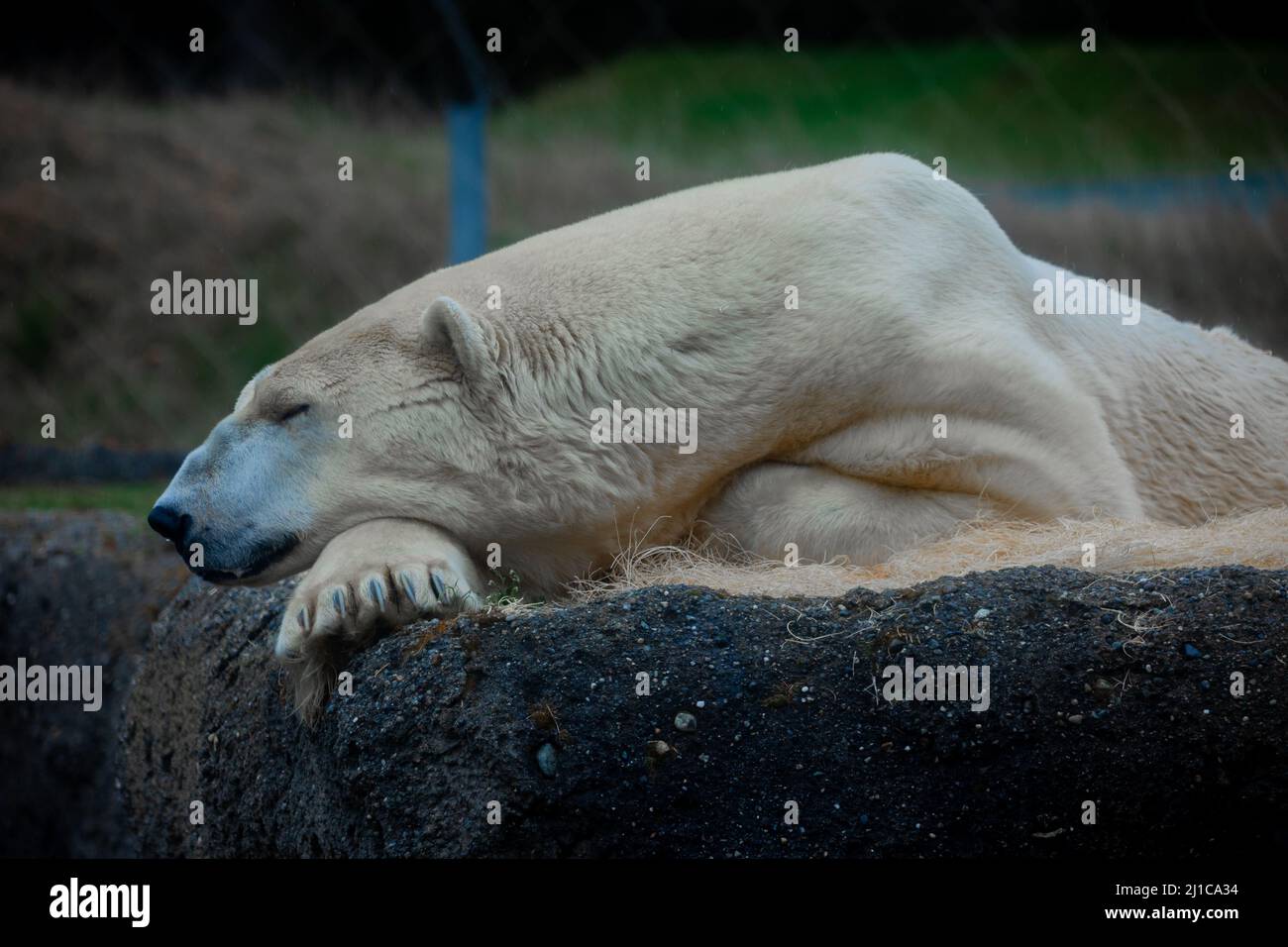 A polar bear sleeps on a rock at the zoo. The polar bears' head rests ...