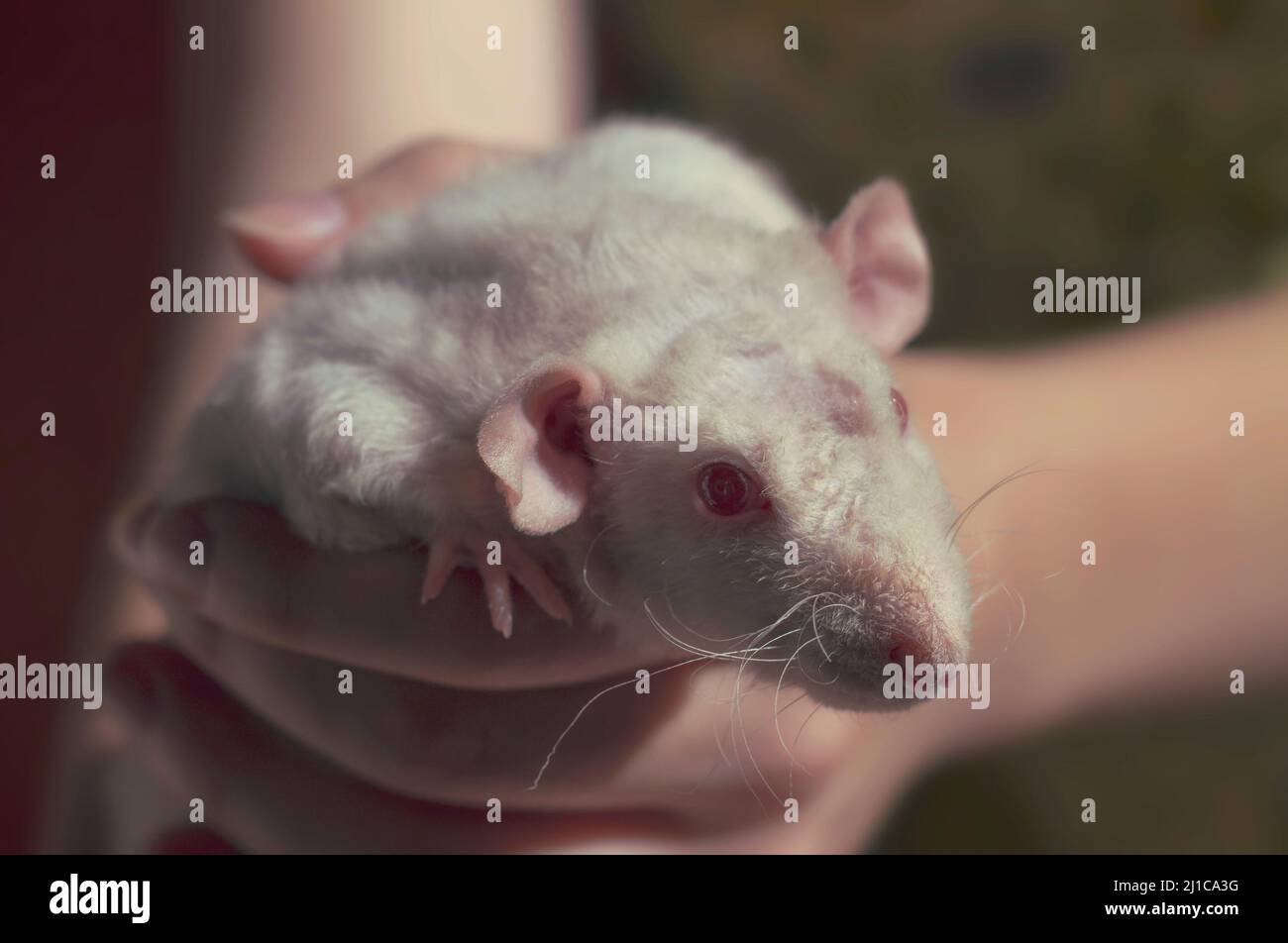 Albino paw hi-res stock photography and images - Alamy