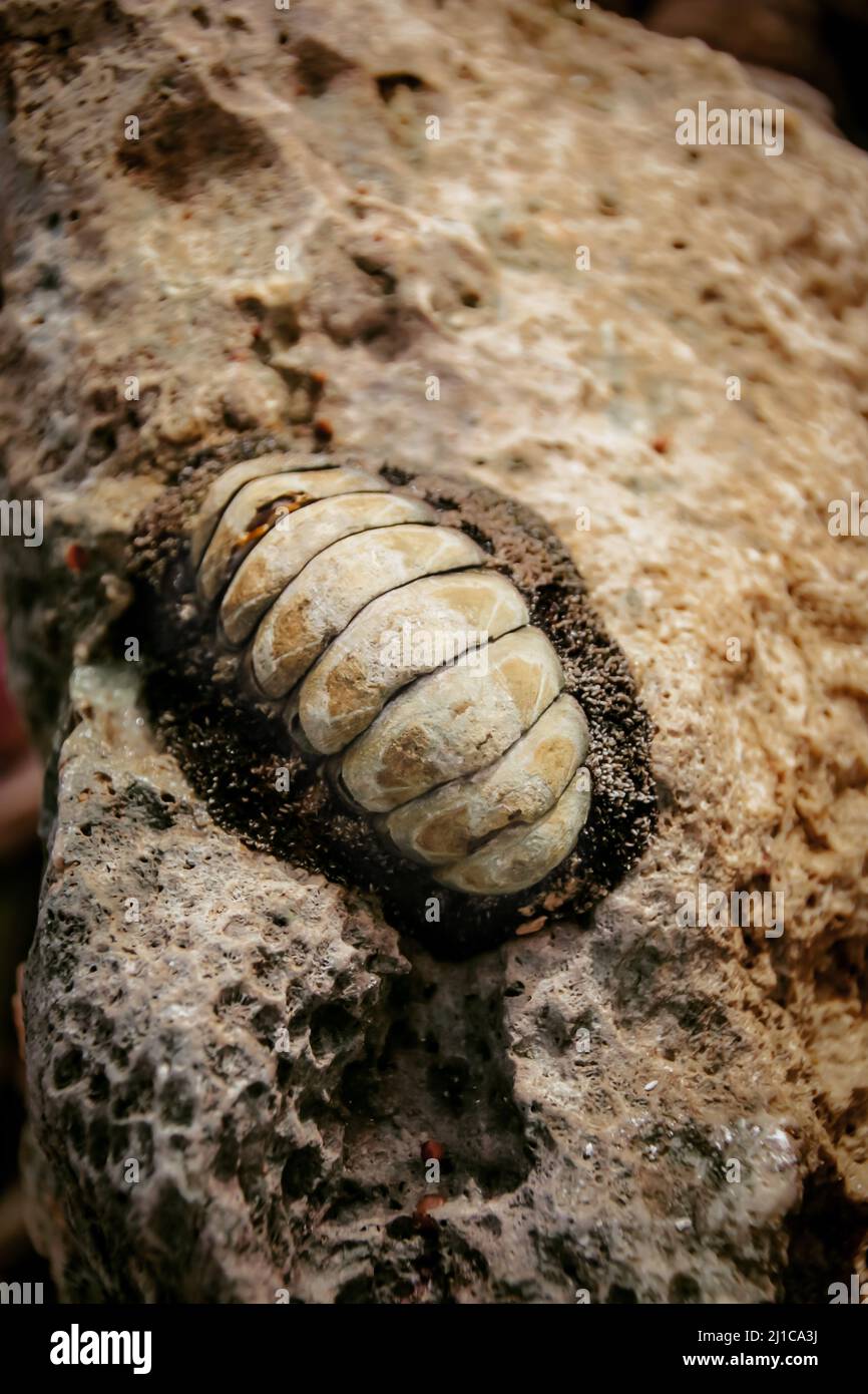 Sea mollusk hi-res stock photography and images - Alamy