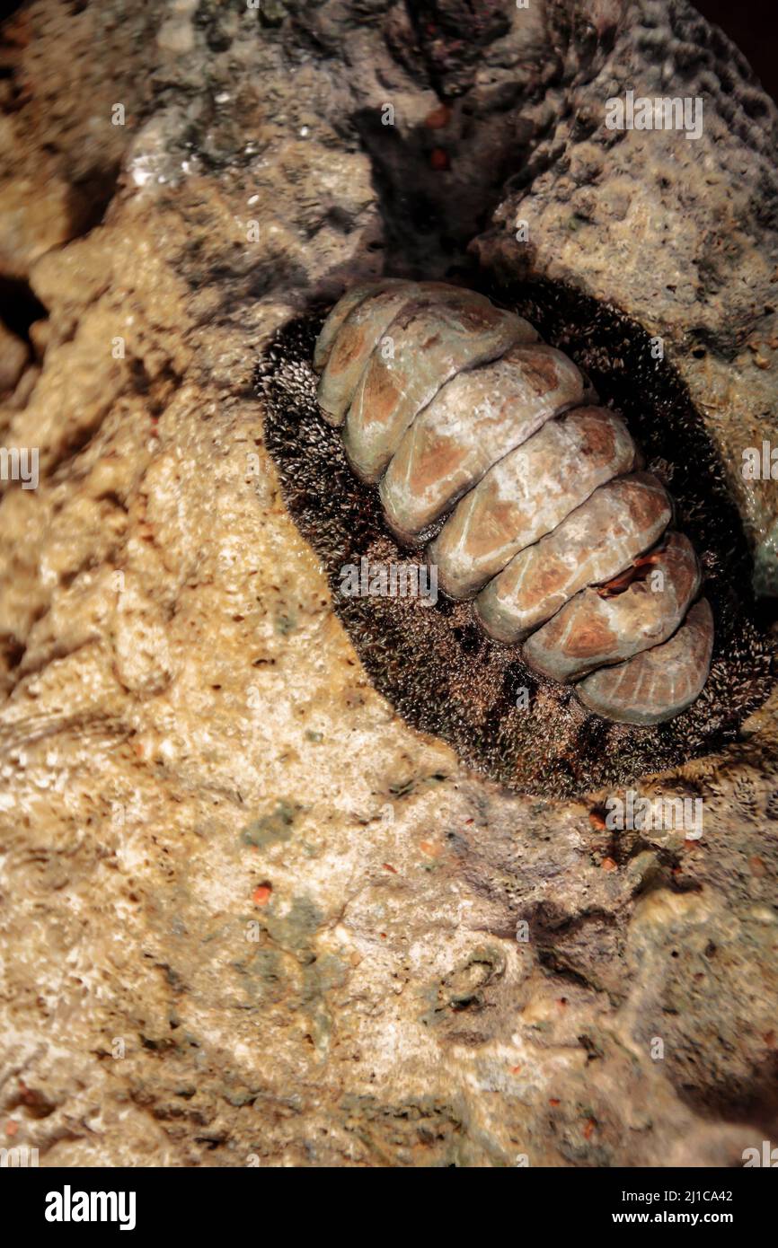 Sea mollusk hi-res stock photography and images - Alamy